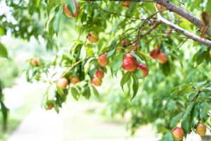 The Ultimate Guide To Growing Nectarine Trees In Your Backyard! (From ...