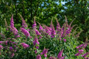 23 Jaw-Dropping Shrubs That Bloom Like Fireworks All Summer Long ...