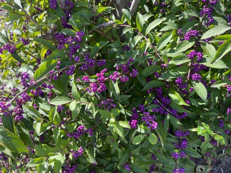 23 Jaw-Dropping Shrubs That Bloom Like Fireworks All Summer Long ...