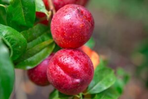 The Ultimate Guide To Growing Nectarine Trees In Your Backyard! (From ...