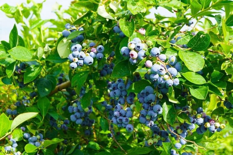30 Beautiful And Beneficial Plants That Grow In The Shade | Herbs ...