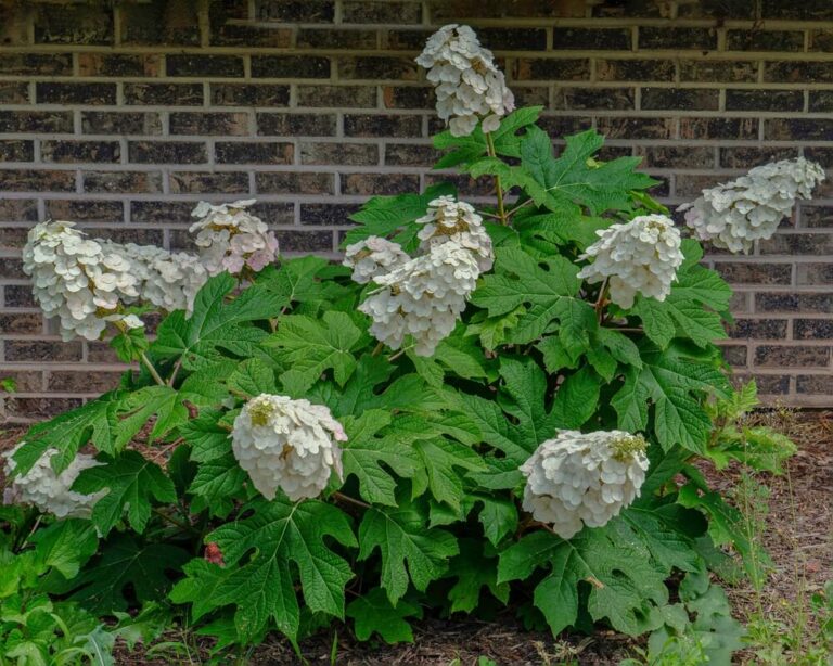 23 Jaw-Dropping Shrubs That Bloom Like Fireworks All Summer Long ...