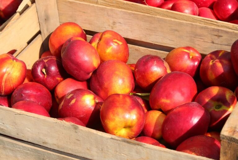 The Ultimate Guide To Growing Nectarine Trees In Your Backyard! (From ...