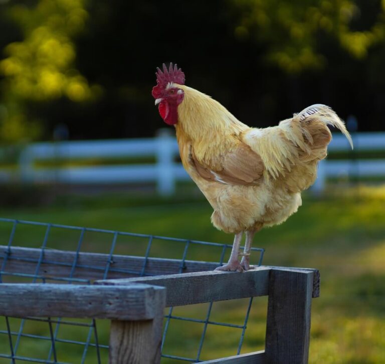 The Ultimate Buff Orpington Chicken Breed Guide – England's Golden Gift ...
