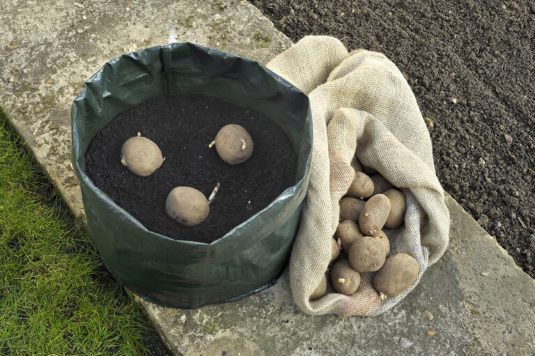 How to Grow Potatoes In a Bucket - The Ultimate Guide! - Outdoor ...