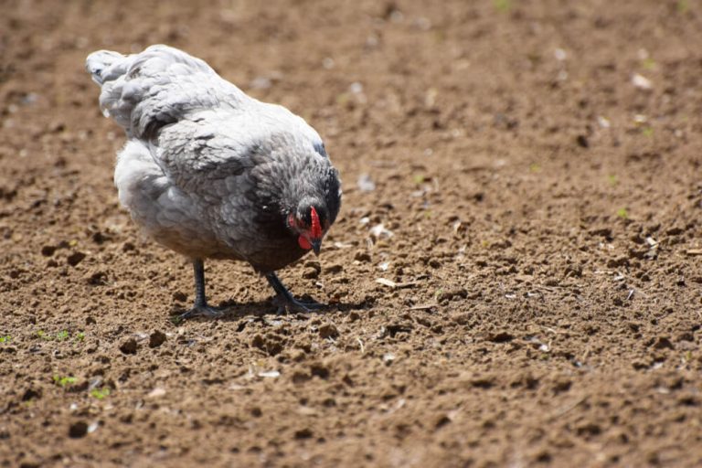 The Ultimate Blue Andalusian Chicken Breed Guide - Meet Spain's Elusive ...