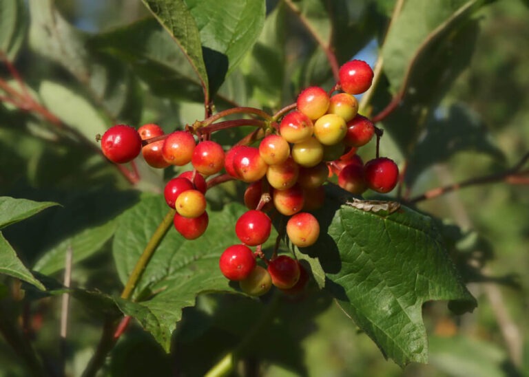 21 Epic And Edible Shrubs That Produce Deliciously Sweet Fruit Without ...