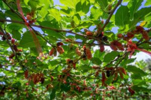 21 Epic And Edible Shrubs That Produce Deliciously Sweet Fruit Without ...