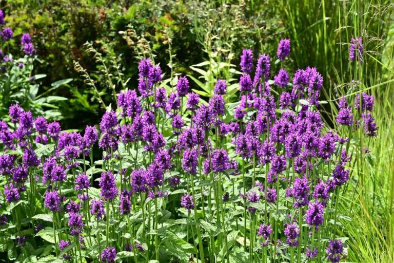 15 Epic Reblooming Perennial Flowers That Bloom Multiple Times A Year ...