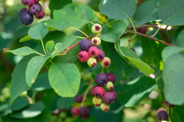 21 Epic And Edible Shrubs That Produce Deliciously Sweet Fruit Without ...