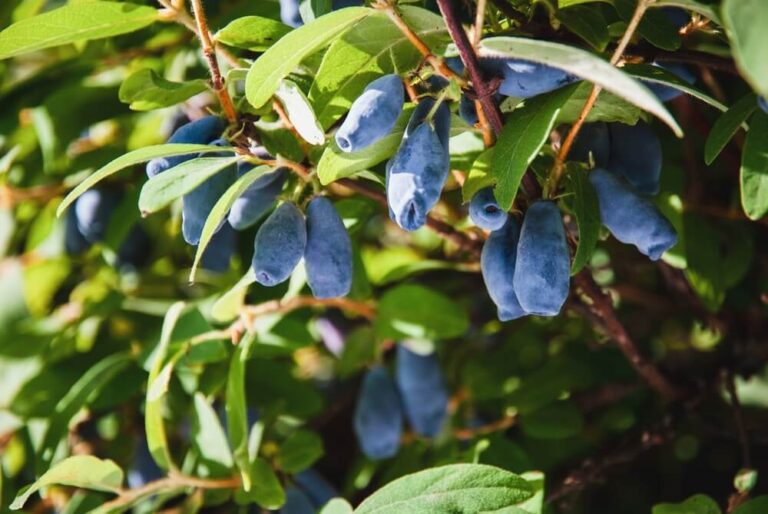 21 Epic And Edible Shrubs That Produce Deliciously Sweet Fruit Without ...