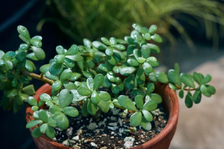 16 Long-Lasting Heirloom Houseplants That Live For Decades - Some Up To ...