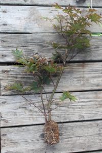 How To Grow Gorgeous Japanese Maple Trees From Seed In Your Home Garden ...