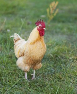 The 21 Mightiest Chicken Breeds for Free-Range and Foraging Life ...