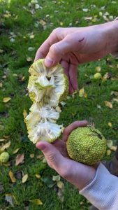 How To Grow Hedge Apple Trees (Osage Oranges) From Seeds Or Transplants ...