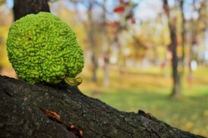 How To Grow Hedge Apple Trees (Osage Oranges) From Seeds Or Transplants ...