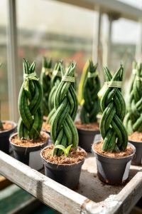 The Ultimate Guide to Growing Snake Plants From Seed, Cuttings, or ...