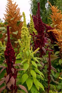 The Ultimate Guide To Growing Amaranth From Seed, Cutting, Or ...