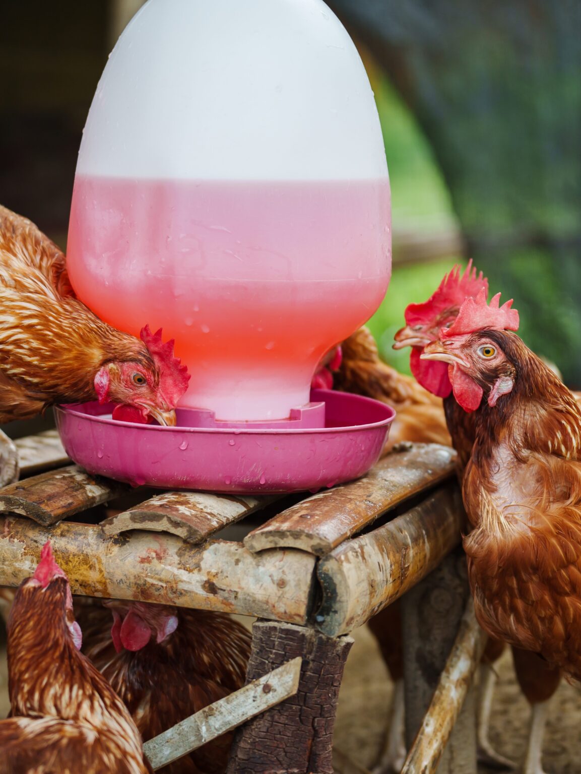 How to Keep Chicken Water Cleaner for Longer (12 Simple Tricks That ...